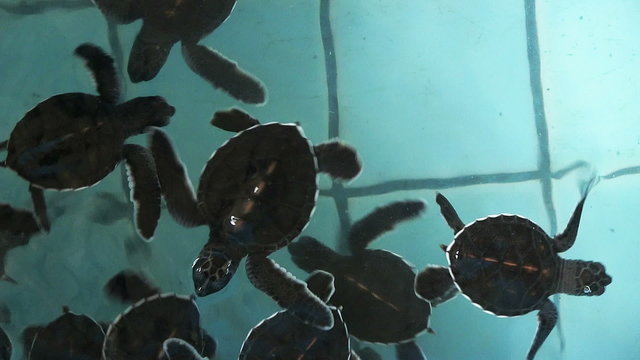 Turtle Farm"」の写真素材 | 304件の無料イラスト画像 | Adobe Stock