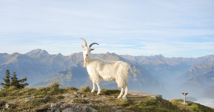 Imagens de Capre – Explore Fotografias do Stock, Vetores e Vídeos de ...