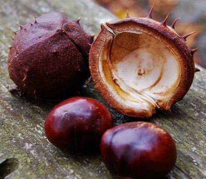 Kastanj Images – Browse 8 Stock Photos, Vectors, and Video | Adobe Stock