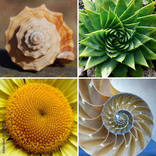 "Beautiful Golden Ratio Spirals in Nature" Stock photo and royalty-free ...