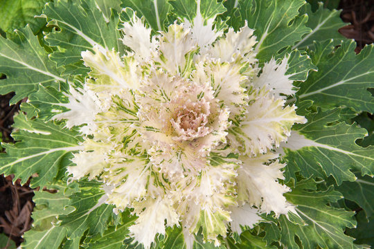 Imágenes de "Chou Commun": descubre bancos de fotos, ilustraciones ...