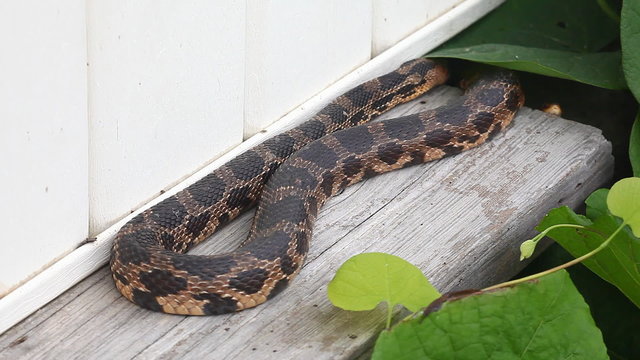 "Fox Snake" Images – Browse 91 Stock Photos, Vectors, and Video | Adobe ...