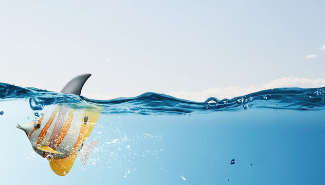 Haifischflosse Bilder – Durchsuchen 40,188 Archivfotos, Vektorgrafiken ...