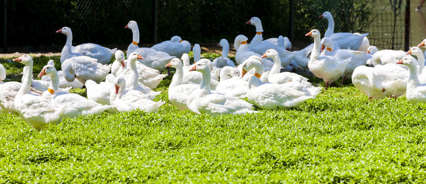 "Goose Farm" Images – Browse 480 Stock Photos, Vectors, and Video ...