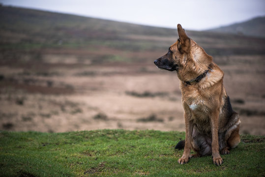 K9-Bilder: Stock-Fotos & -Videos. | Adobe Stock
