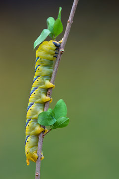 รูปภาพAtropos – เลือกดูภาพถ่ายสต็อก เวกเตอร์ และวิดีโอ634 | Adobe Stock