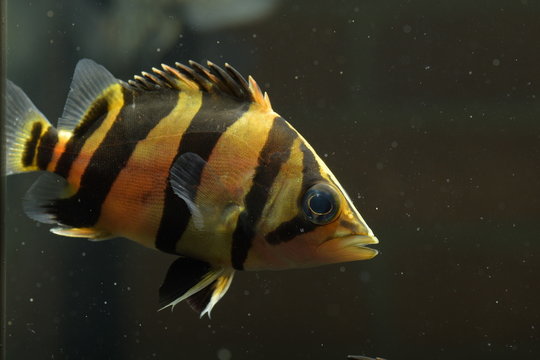 Tigerfish Billeder – Gennemse 431 stockfotos, vektorer og videoer ...