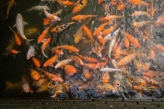 Karpie Images – Browse 37 Stock Photos, Vectors, and Video | Adobe Stock