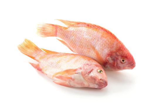 "Red Tilapia" Images – Browse 1,053 Stock Photos, Vectors, and Video ...