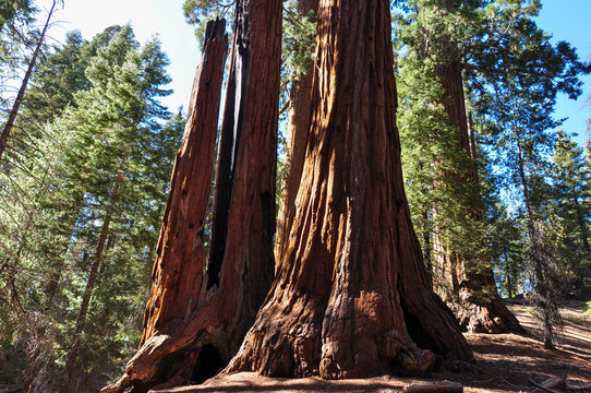 Homongous Images – Browse 10 Stock Photos, Vectors, and Video | Adobe Stock