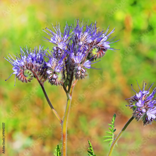"Фацелия пижмолистная ( Phacelia tanacetifolia Benth. )" Stock photo ...