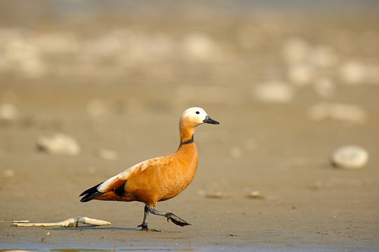 Rostgans Images – Browse 237 Stock Photos, Vectors, and Video | Adobe Stock