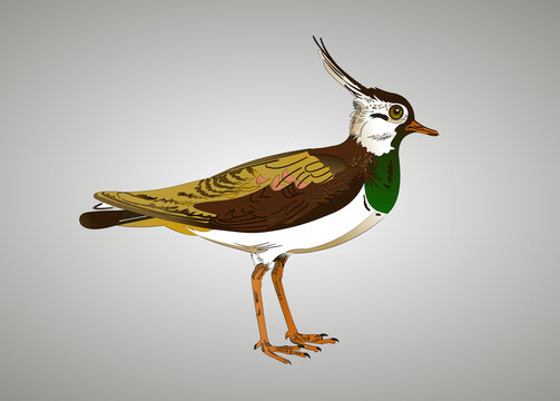 Kibitz Images – Browse 217 Stock Photos, Vectors, and Video | Adobe Stock