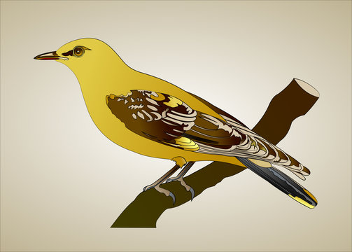 Pirol Images – Browse 70 Stock Photos, Vectors, and Video | Adobe Stock