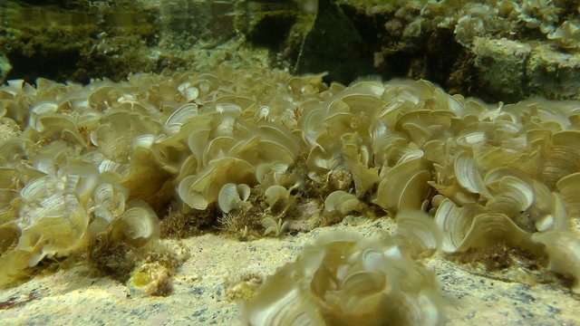 รูปภาพPadina – เลือกดูภาพถ่ายสต็อก เวกเตอร์ และวิดีโอ557 | Adobe Stock