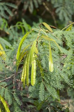 Akashmoni bilder – Bläddra bland 200 stockfoton, vektorer och videor ...