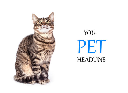 Cat Cutout Imagens – Procure 14,752 fotos, vetores e vídeos | Adobe Stock