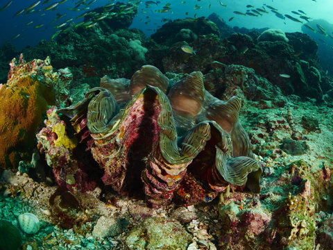 "Giant Clam" Images – Browse 2,129 Stock Photos, Vectors, and Video ...