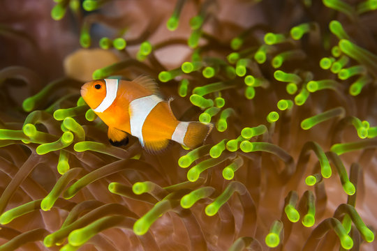 Clow Images – Parcourir 538 le catalogue de photos, vecteurs et vidéos ...