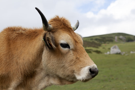 รูปภาพ"Vaca – เลือกดูภาพถ่ายสต็อก เวกเตอร์ และวิดีโอ39,260 | Adobe Stock