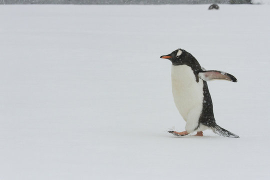 Peguin Images – Browse 98 Stock Photos, Vectors, and Video | Adobe Stock