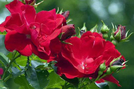 Rankrose Bilder – Durchsuchen 117 Archivfotos, Vektorgrafiken und ...