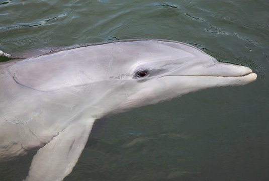 "Dolphin Face" Images – Browse 33 Stock Photos, Vectors, and Video ...