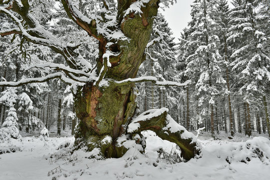 Huteeiche Bilder – Durchsuchen 84 Archivfotos, Vektorgrafiken und ...