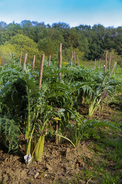 Carde 이미지 – 찾아보기 284 스톡 사진, 벡터 및 비디오 | Adobe Stock