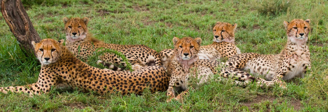 รูปภาพCheetahs – เลือกดูภาพถ่ายสต็อก เวกเตอร์ และวิดีโอ139,695 | Adobe ...
