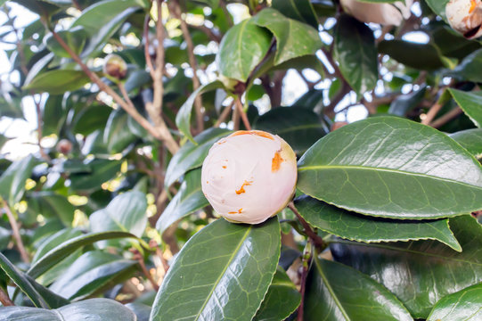 Camellia Images – Browse 36,911 Stock Photos, Vectors, and Video ...