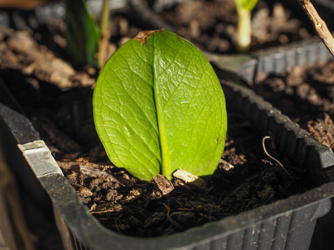 รูปภาพZamia – เลือกดูภาพถ่ายสต็อก เวกเตอร์ และวิดีโอ469 | Adobe Stock