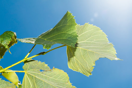 Expelled Images – Browse 16,167 Stock Photos, Vectors, and Video ...