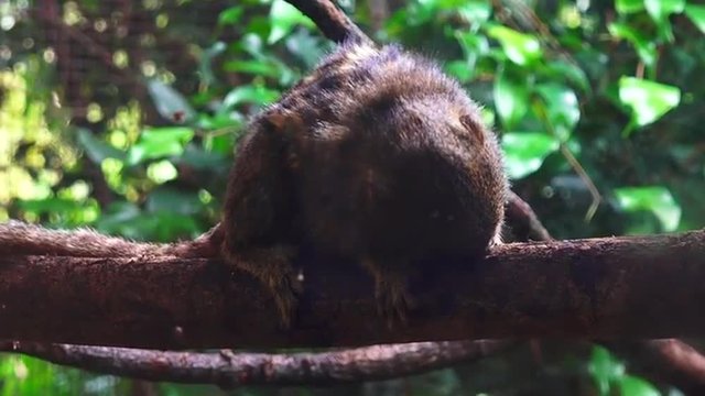Imagens de "Dwarf Monkey" – Explore Fotografias do Stock, Vetores e ...