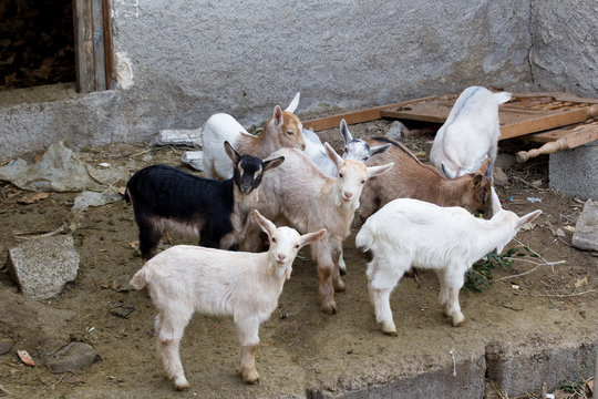 รูปภาพChivo – เลือกดูภาพถ่ายสต็อก เวกเตอร์ และวิดีโอ407 | Adobe Stock