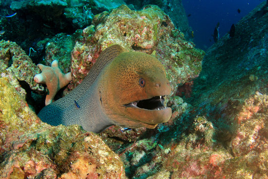 Javanicus 画像 - 参照 2,334 Stock 写真、ベクターおよびビデオ | Adobe Stock