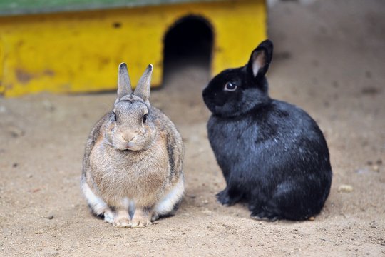 Stallhasen Bilder – Durchsuchen 493 Archivfotos, Vektorgrafiken und ...