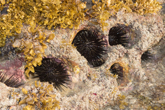 Echinozoa Images – Browse 48 Stock Photos, Vectors, and Video | Adobe Stock