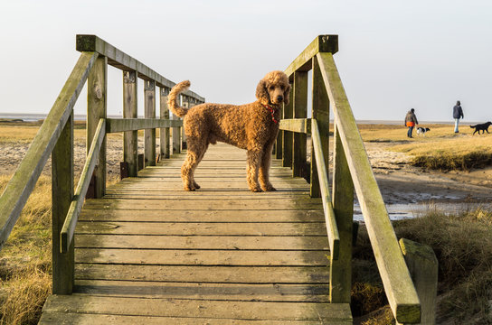 รูปภาพPuddel – เลือกดูภาพถ่ายสต็อก เวกเตอร์ และวิดีโอ114 | Adobe Stock