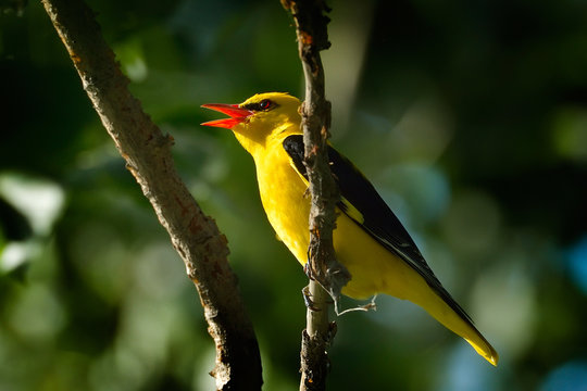 Pirol Bilder – Durchsuchen 1,020 Archivfotos, Vektorgrafiken und Videos ...