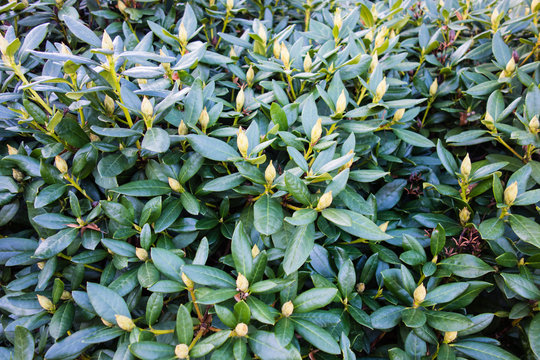 Planze bilder – Bläddra bland 1,577 stockfoton, vektorer och videor ...