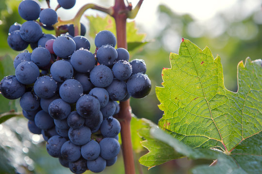 รูปภาพ"Winzer – เลือกดูภาพถ่ายสต็อก เวกเตอร์ และวิดีโอ18,311 | Adobe Stock