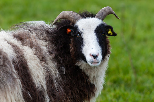 รูปภาพJacob – เลือกดูภาพถ่ายสต็อก เวกเตอร์ และวิดีโอ10,386 | Adobe Stock