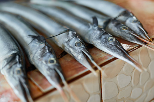 Tylosurus Images – Browse 141 Stock Photos, Vectors, and Video | Adobe ...