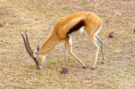 รูปภาพGazella – เลือกดูภาพถ่ายสต็อก เวกเตอร์ และวิดีโอ60,067 | Adobe Stock