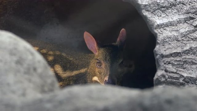 Mouse-Deer Images – Browse 761 Stock Photos, Vectors, and Video | Adobe ...