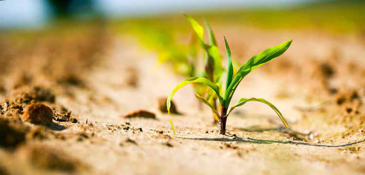 Plantule bilder – Bläddra bland 557 stockfoton, vektorer och videor ...