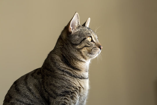 รูปภาพPisi – เลือกดูภาพถ่ายสต็อก เวกเตอร์ และวิดีโอ1,083 | Adobe Stock