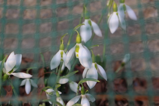 Bucaneve Bilder – Durchsuchen 607 Archivfotos, Vektorgrafiken und ...