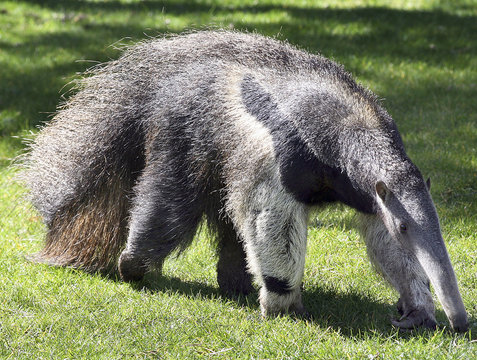 "Ant Eater" Images – Browse 951 Stock Photos, Vectors, and Video ...